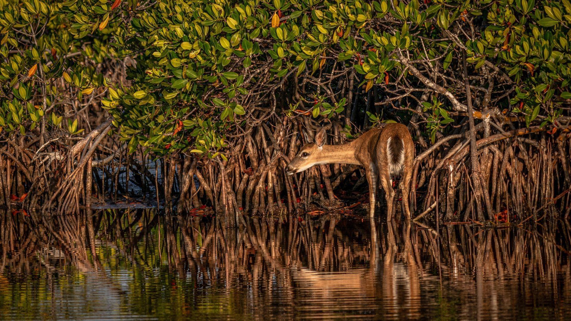 Dynamic Planet | PBS