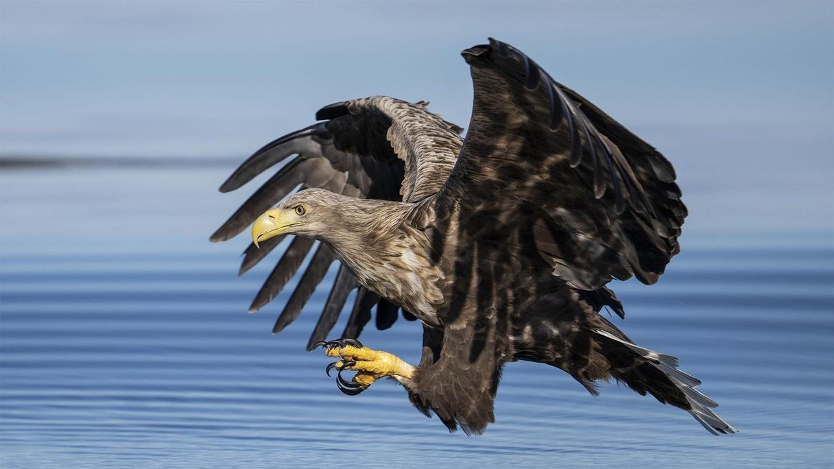 Wild Scandinavia | PBS