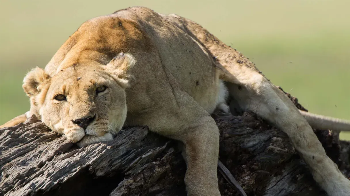 Lion: The Rise and Fall of the Marsh Pride | PBS