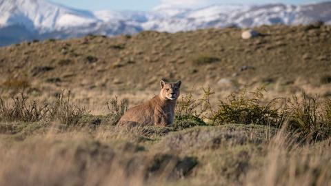 Evolution Earth | PBS