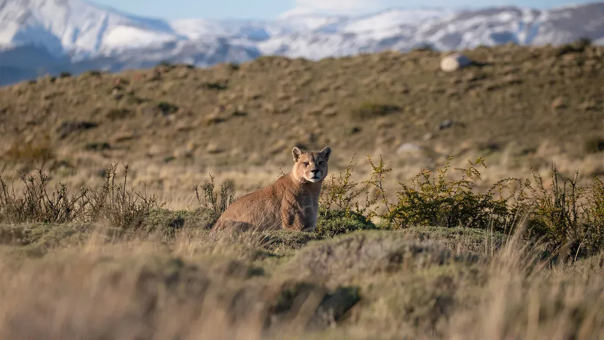 Evolution Earth | PBS