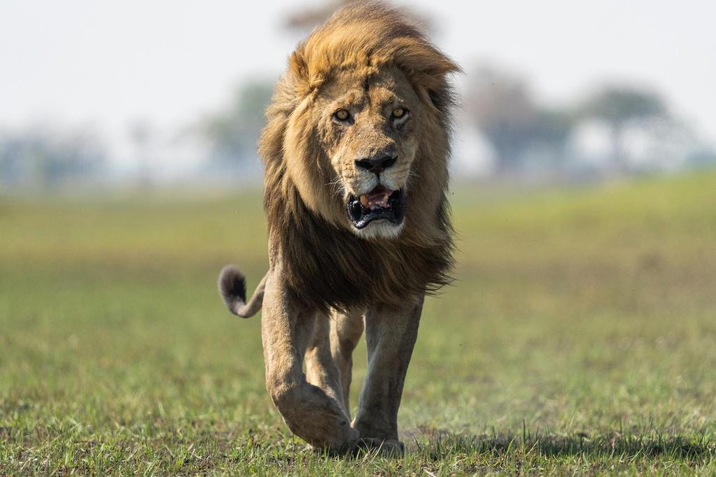 Big Cats 24/7 | PBS