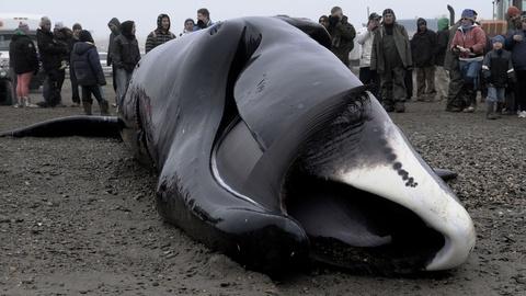 The Great Polar Bear Feast | PBS