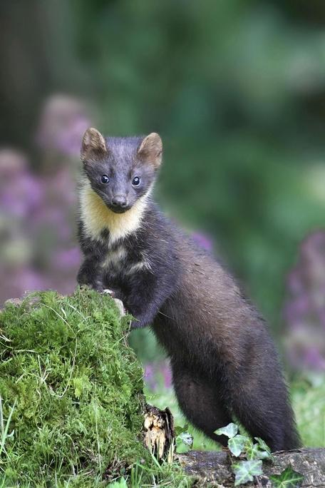 Ireland's Wild Coast | PBS
