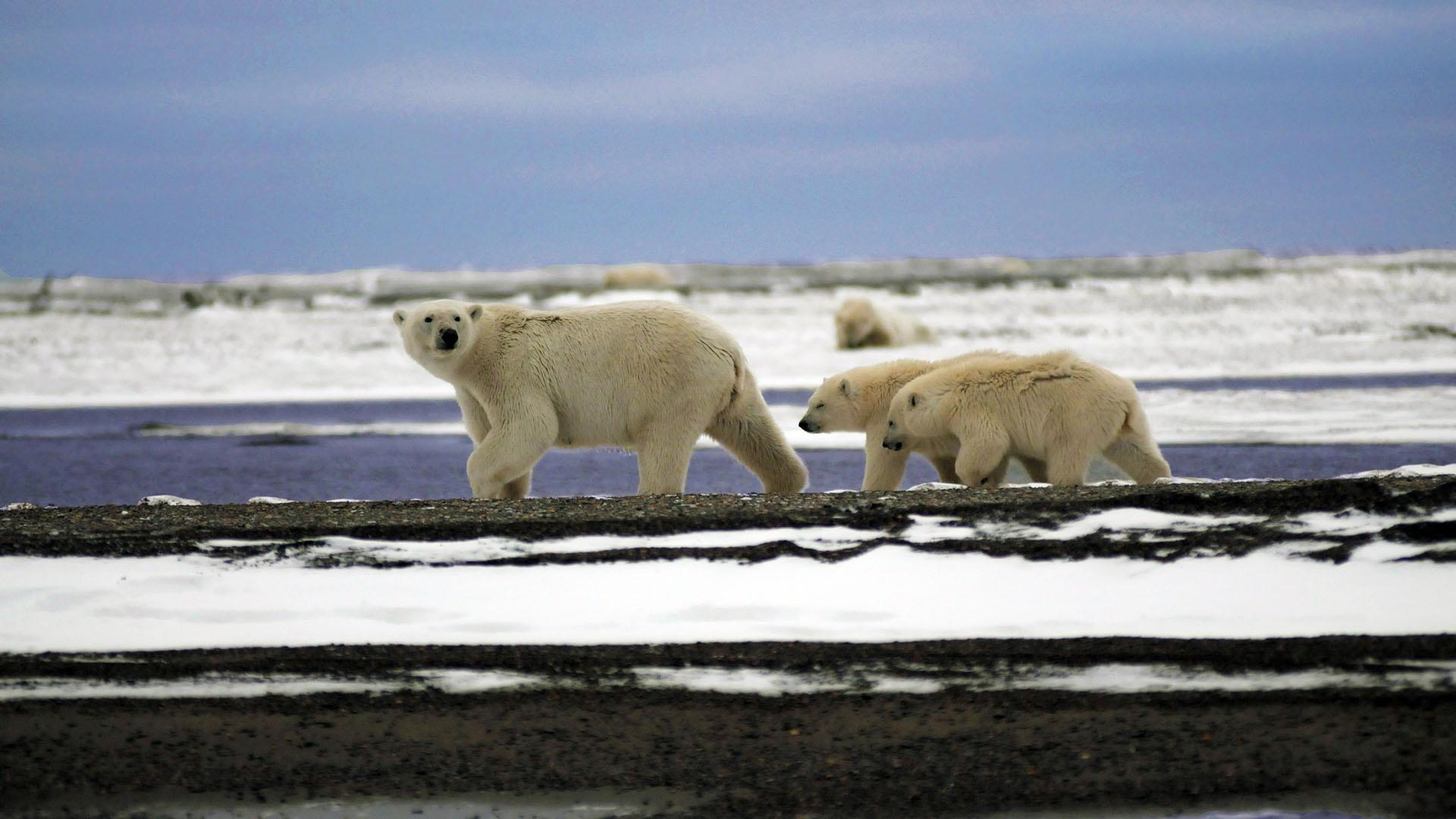 The Great Polar Bear Feast | PBS