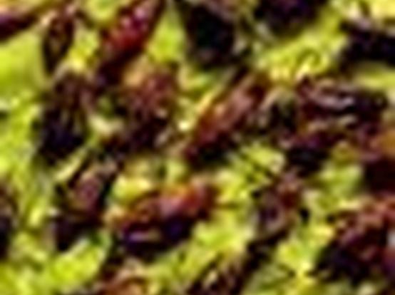 NOVA scienceNOW | Five Reasons to Eat Insects | PBS