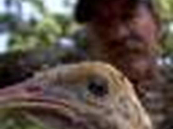 Nature | My Life as a Turkey | Season 30 | Episode 4 | PBS