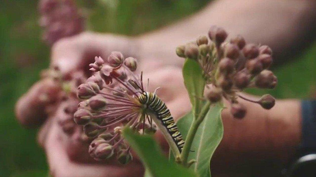 Les Stroud's Wild Harvest Milkweed & Cattail Flour | On PBS Wisconsin