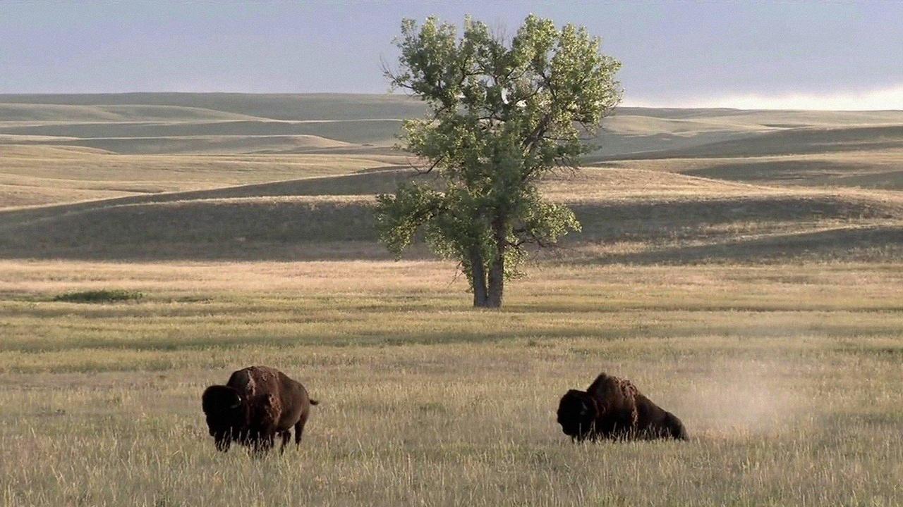 Wild!| On PBS Wisconsin