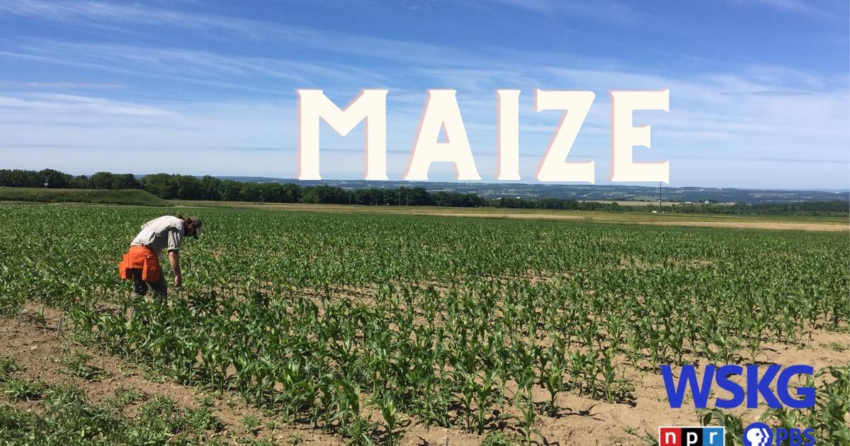 Maize Collection | Science Specials | PBS