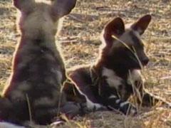 An African Wild Dog Den | Kratts Creatures | Grades K-2, 3-5 Animals ...