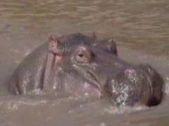 Beware of Hippo! | Kratts Creatures | PBS LearningMedia