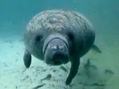 Divergent Evolution | Kratts Creatures | PBS LearningMedia