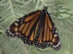 Monarch Butterfly Defense | Kratts Creatures | Grades K-2, 3-5 Science ...