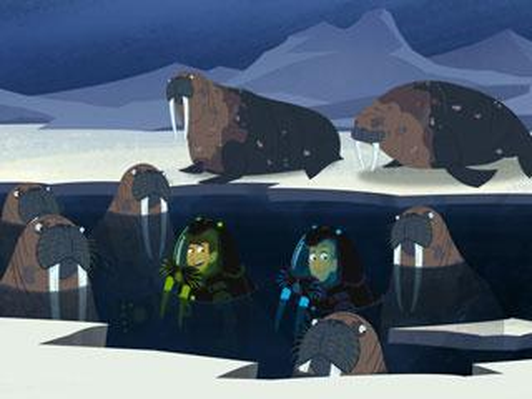 Walrus Stampede! | Science | Video | PBS LearningMedia