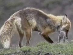 Red Fox Cache | PBS LearningMedia