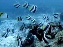 Very Cool Vertebrates | Kratts Creatures | PBS LearningMedia