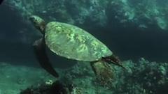 DragonflyTV | Sea Turtles | PBS LearningMedia