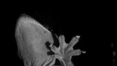 Nano: Gecko Feet | PBS LearningMedia