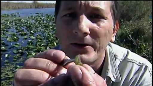 Scientist Profile: Aquatic Biologist | PBS LearningMedia