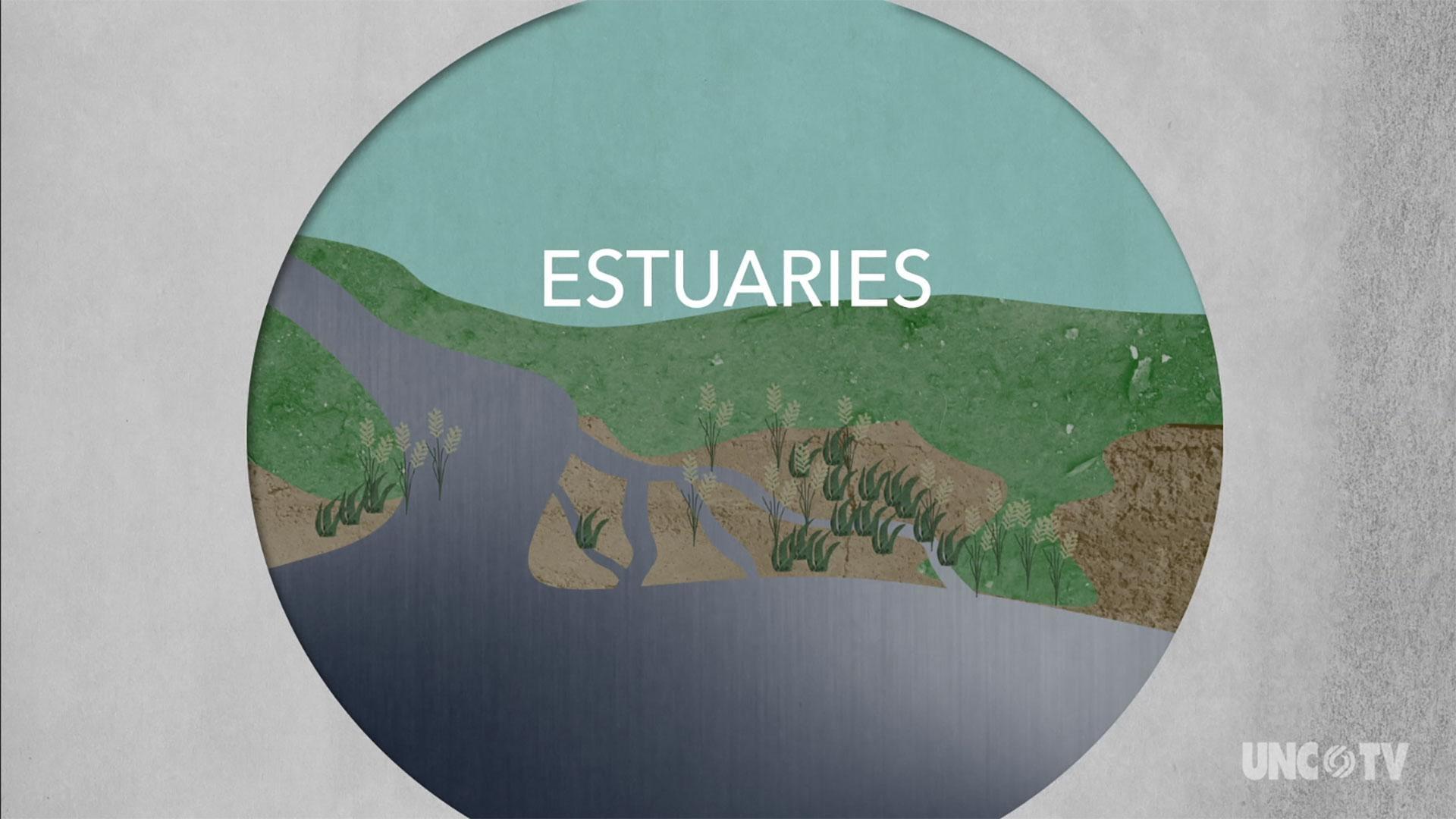 Estuaries | PBS LearningMedia