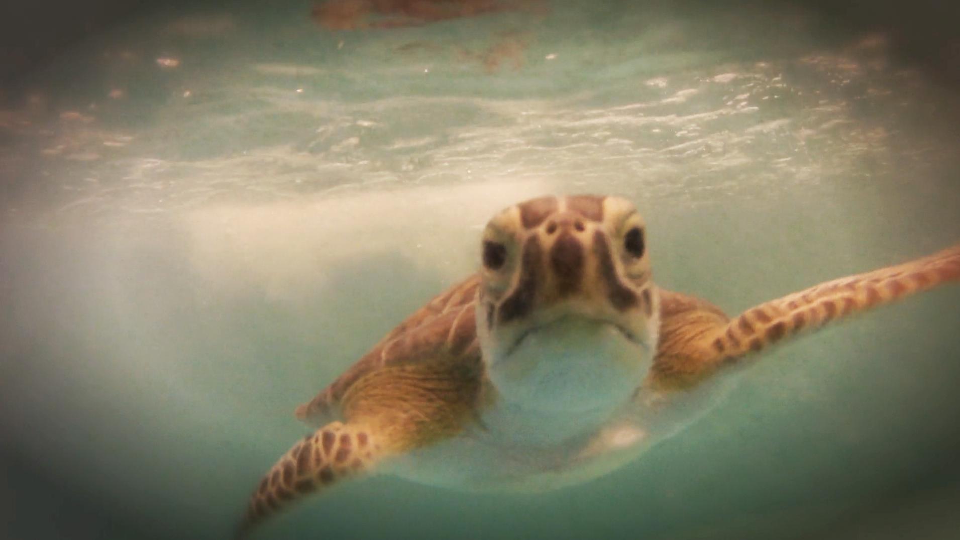 Georgia Sea Turtle Center | Fast Forward Launch Pad | PBS LearningMedia