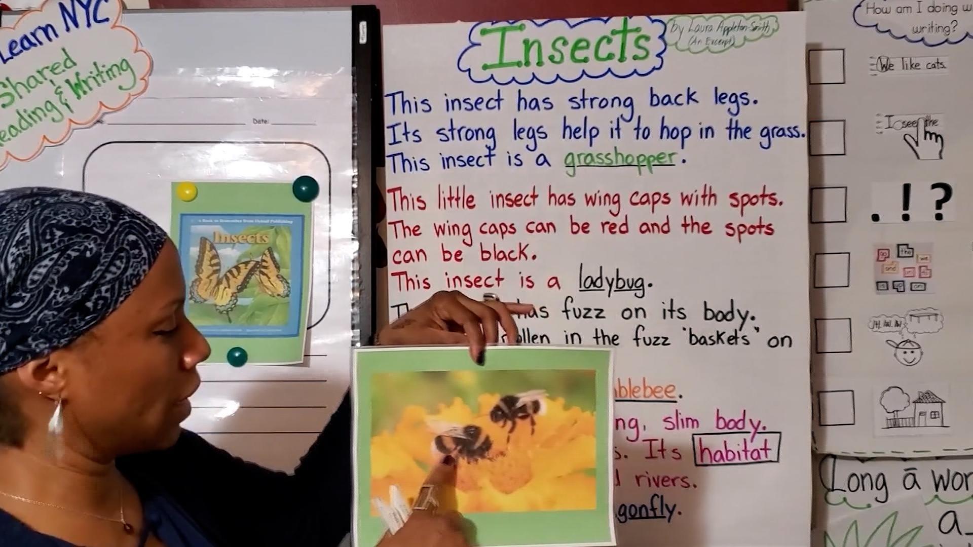 Insects | Let's Learn | PBS LearningMedia