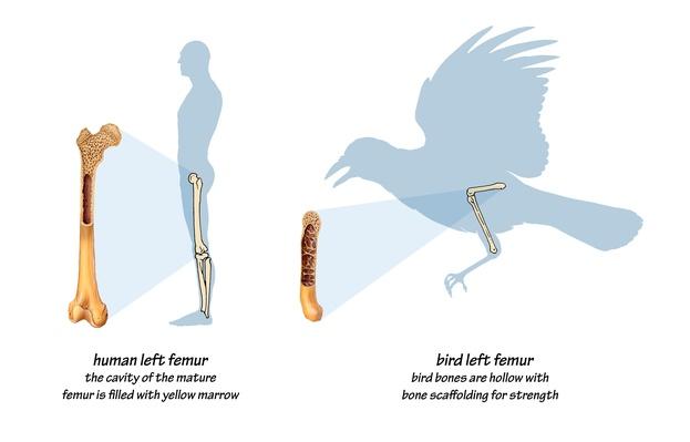 Illustration comparing bird and human bone anatomy | Science and ...