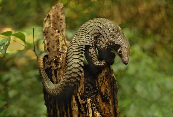 Long Tailed Pangolin Alchetron The Free Social Encyclopedia 7136