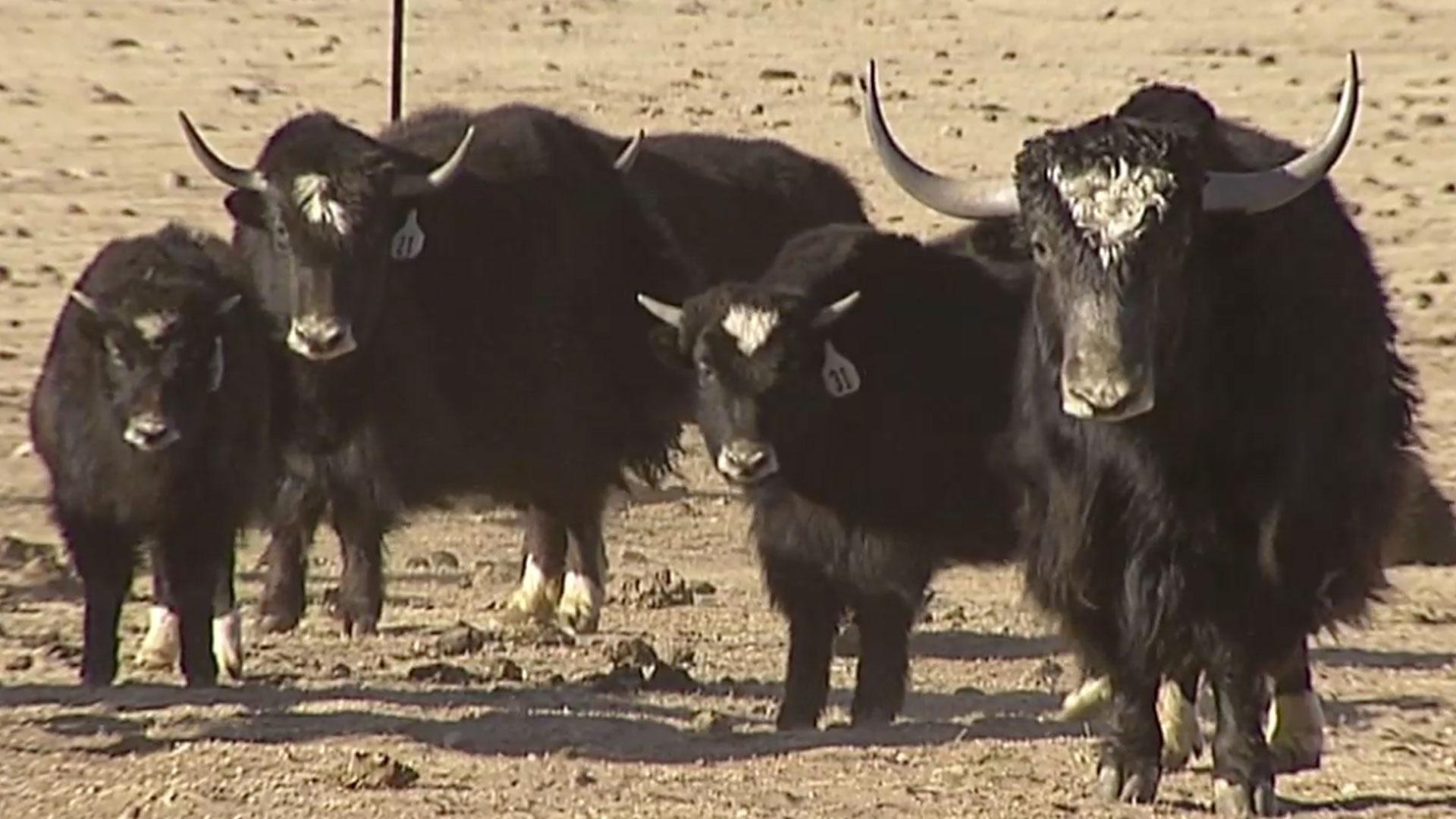 Wyoming Yak Ranch | America's Heartland | PBS LearningMedia