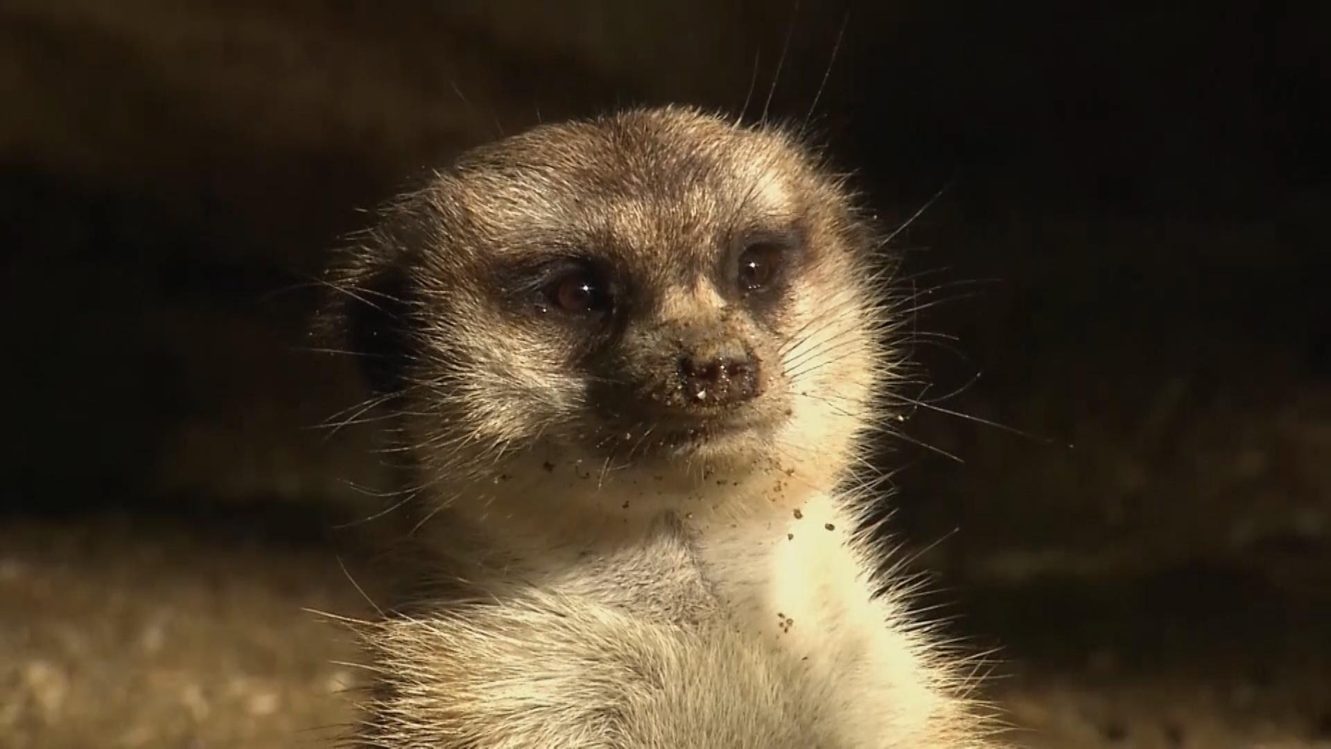 Zoo Detective - Meerkat | Camp TV | PBS LearningMedia