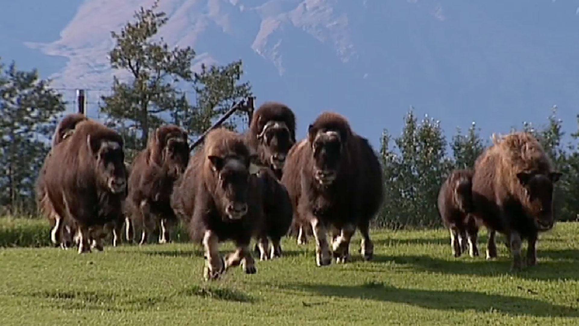 Alaska Musk Ox