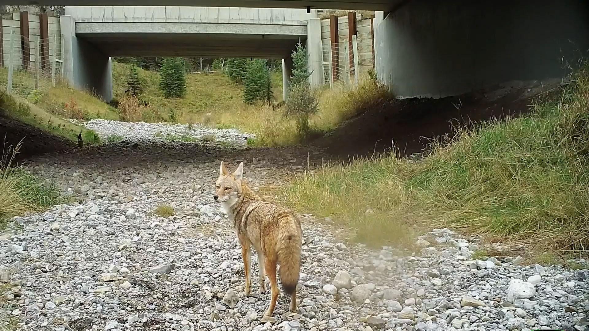 Wild West Animal Passages | EcoSense for Living | PBS LearningMedia