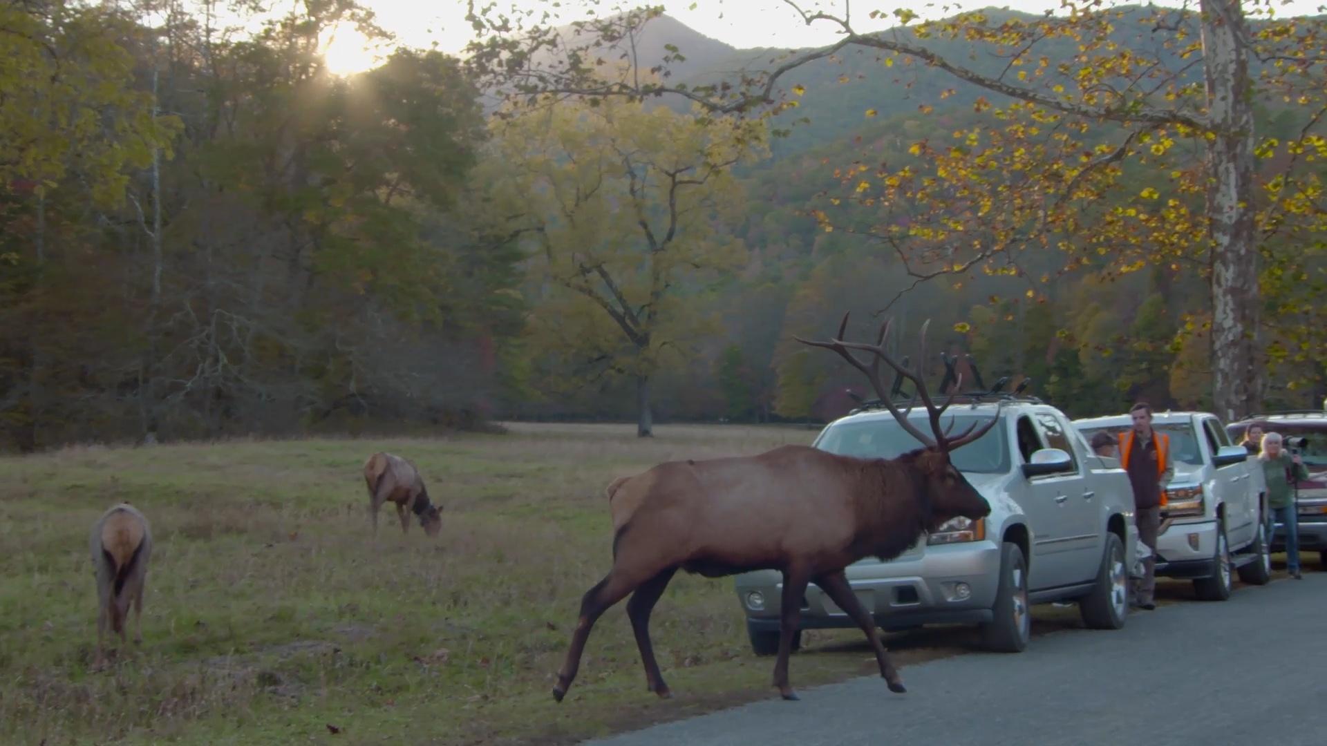 Wild Animal Corridors in Appalachia | EcoSense for Living | PBS ...
