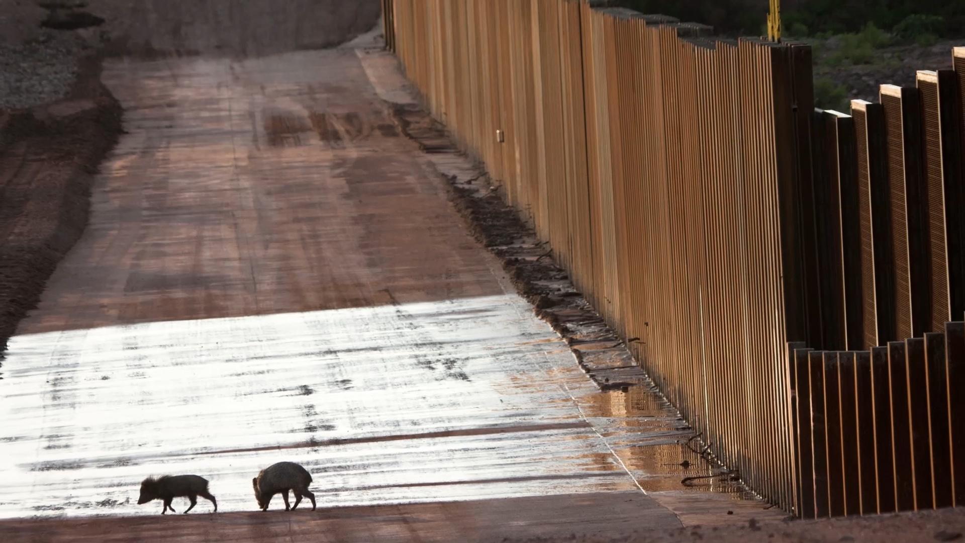 Wildlife Corridors and Border Barriers | EcoSense for Living | PBS ...