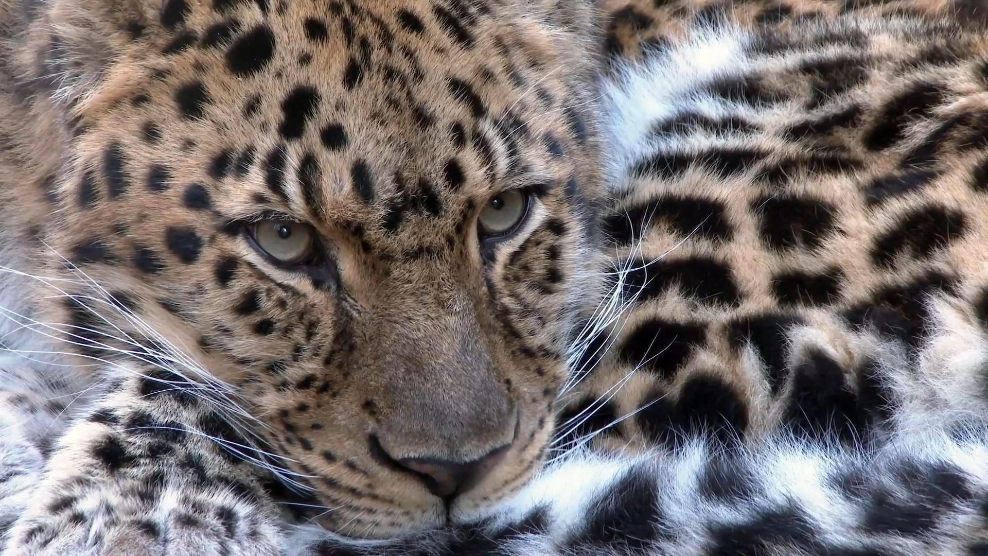 The Conservation Work of Zoos | EcoSense for Living | Grades 6-8, 9-12 ...