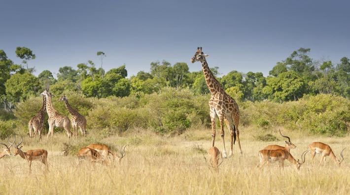 Aerial view of giraffe | Animals, Habitats, and Ecosystems | Social ...