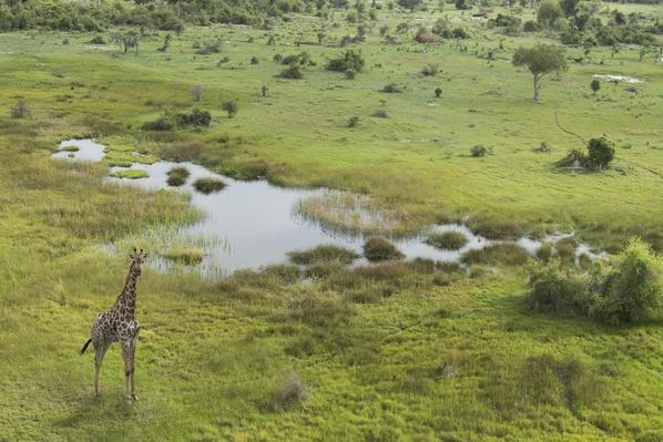 Aerial view of giraffe | Animals, Habitats, and Ecosystems | Social ...