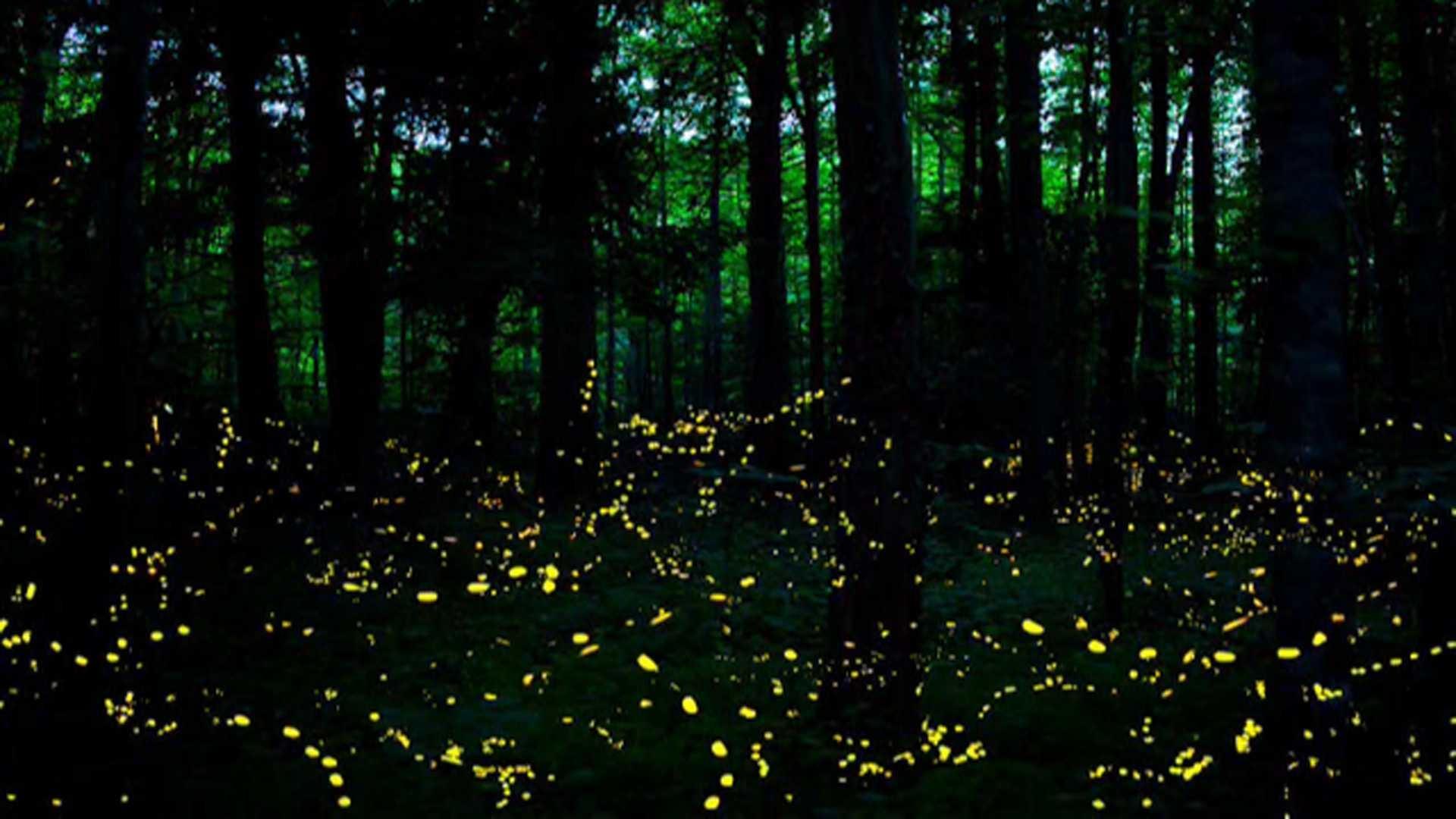 Synchronous Fireflies | PBS LearningMedia