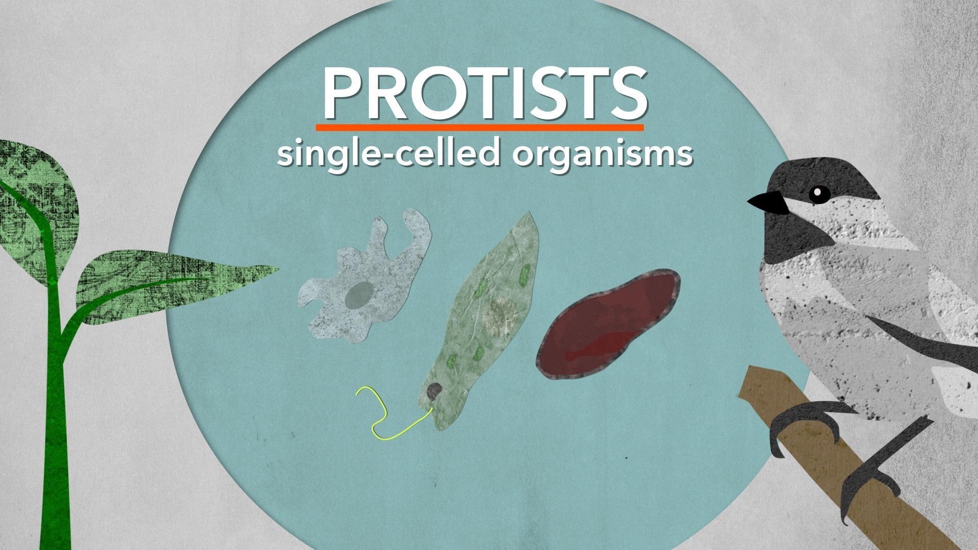 Protists | PBS NC Science | PBS LearningMedia