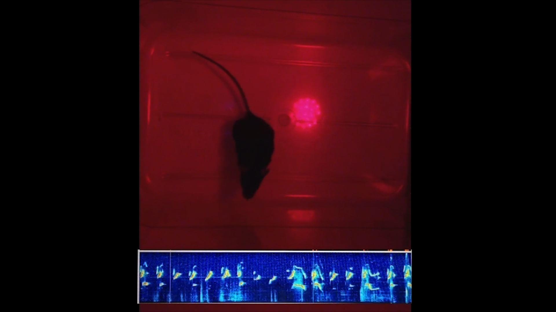 Sensational Singing Mice | PBS LearningMedia