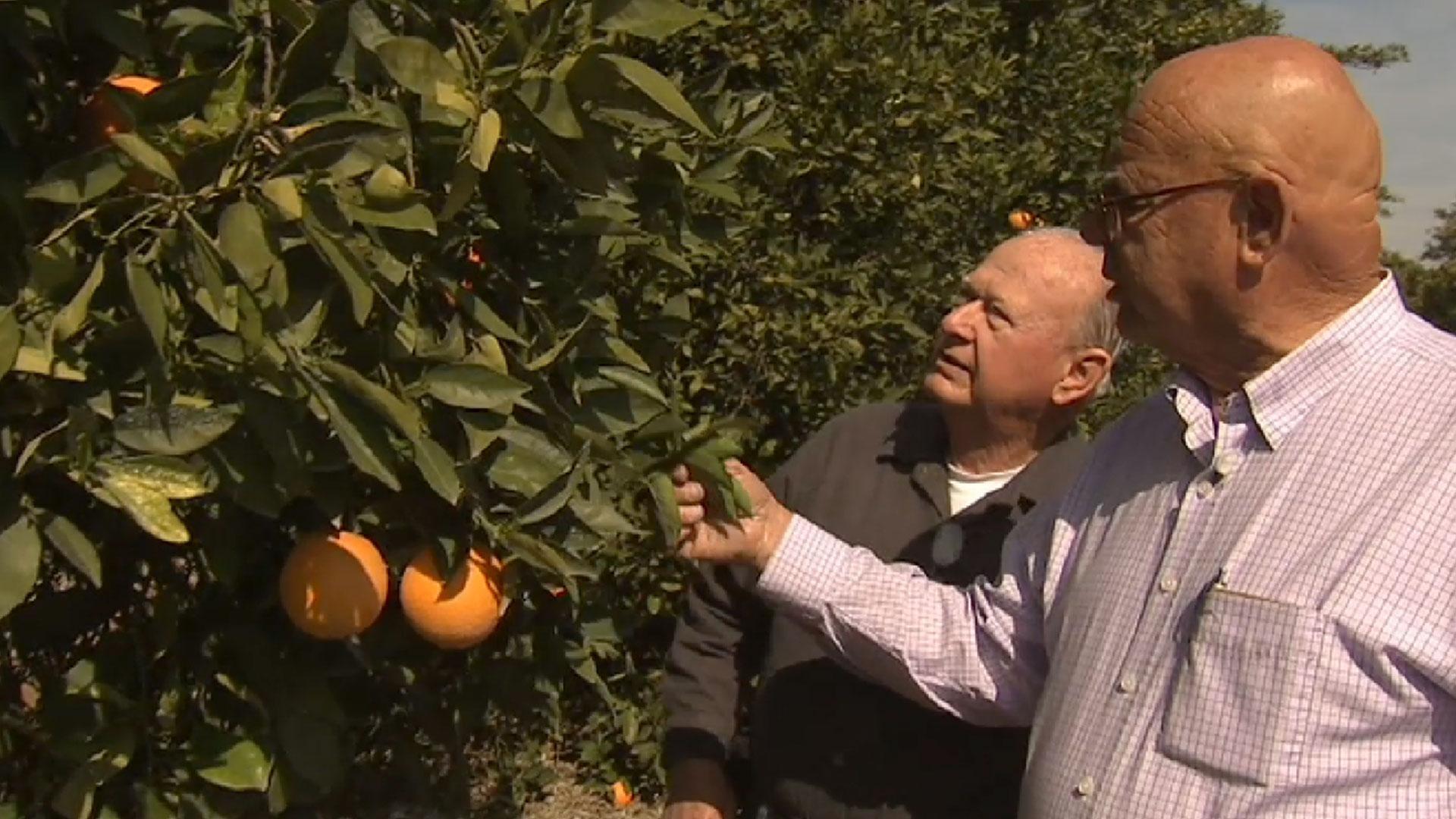Family Citrus Farm | America's Heartland | PBS LearningMedia