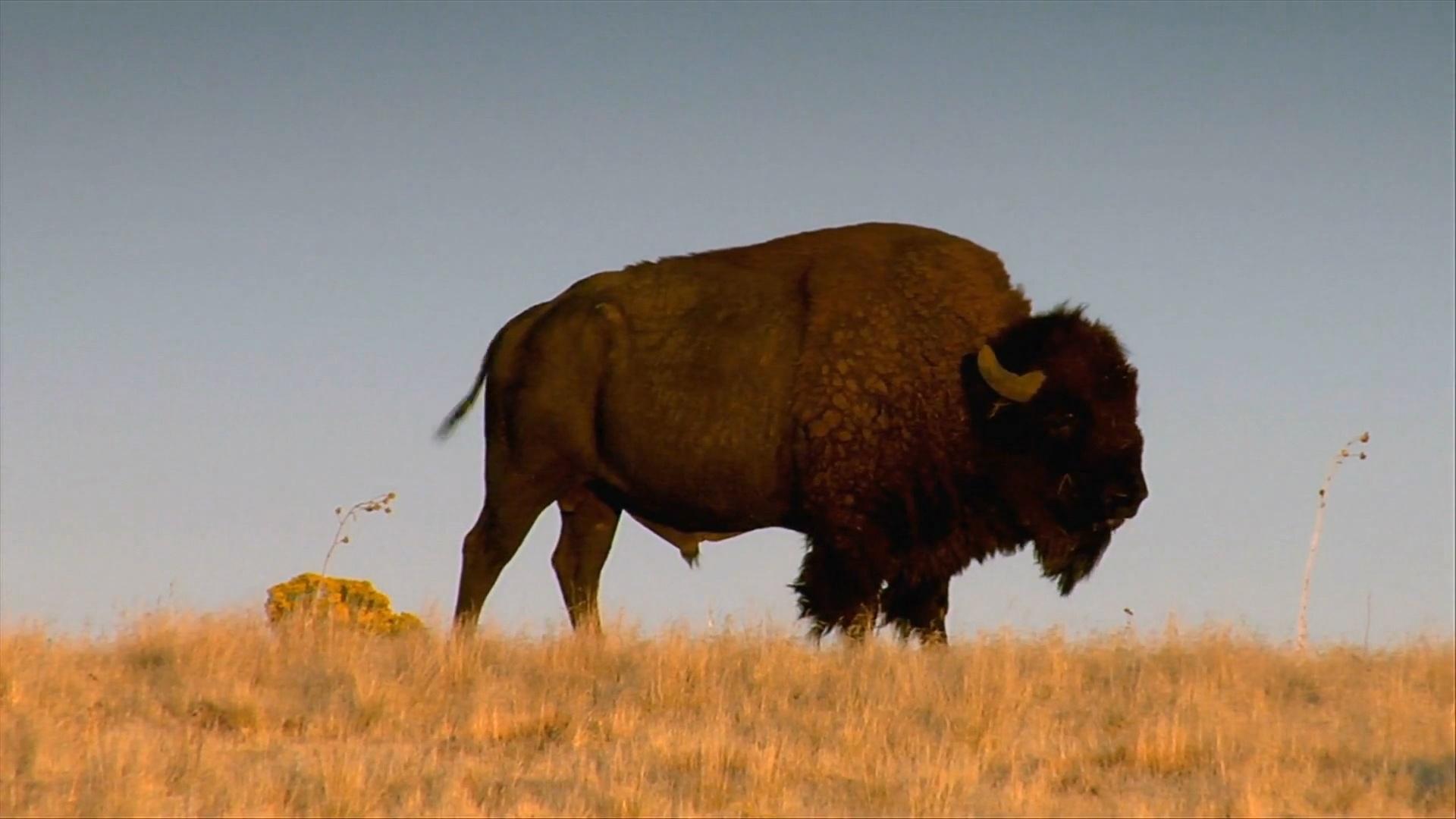 Wild Buffalo Across the Land | EcoSense for Living | Grades 6-8, 9-12 ...