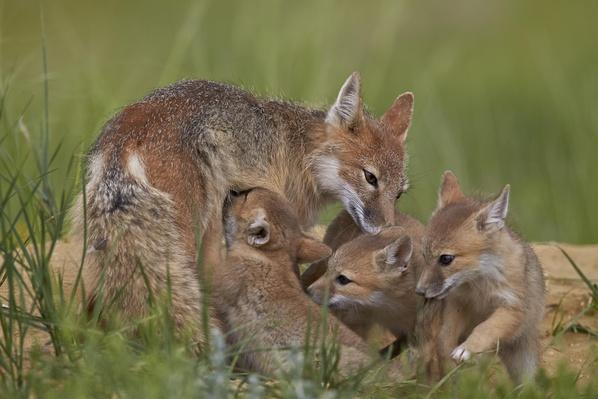 Swift Fox Vulpes Velox Nursing Animals Habitats And Ecosystems swift-fox-vulpes-velox-nursing-animals-habitats-and-ecosystems