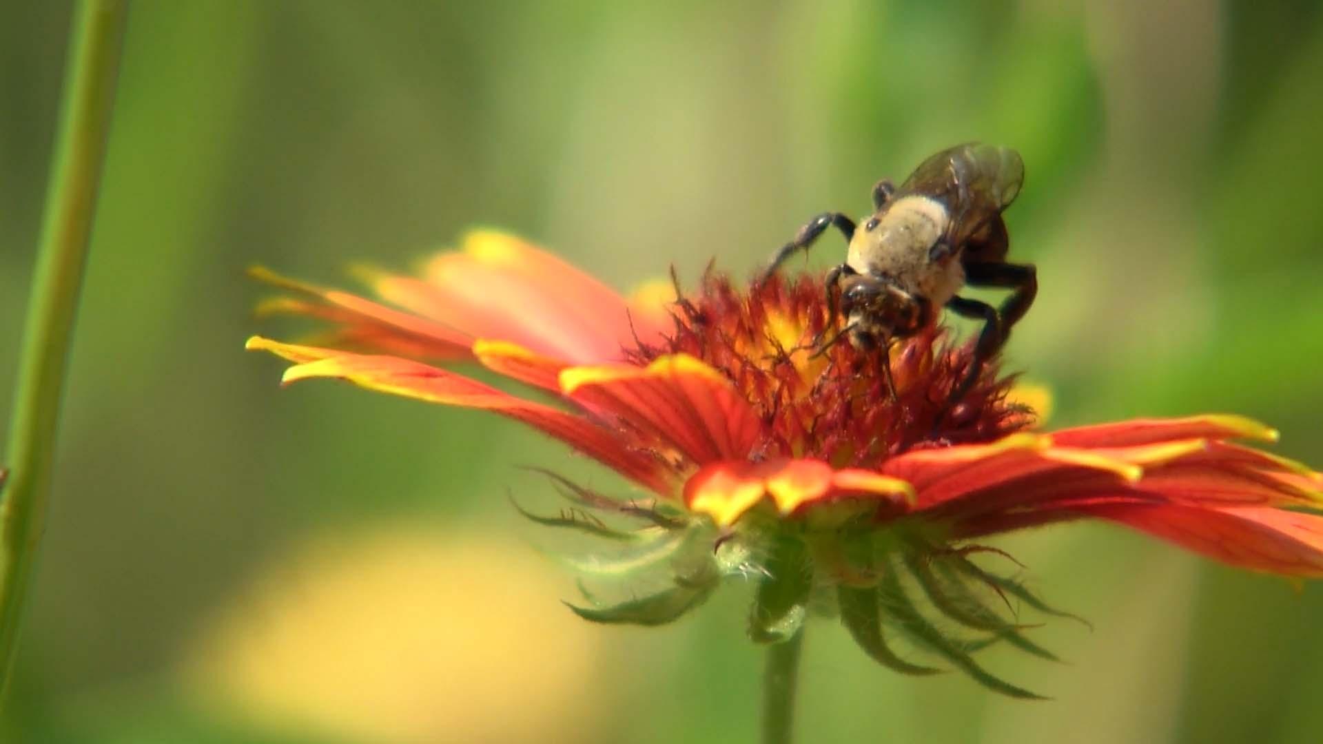 Pollinators | UNTAMED | PBS LearningMedia