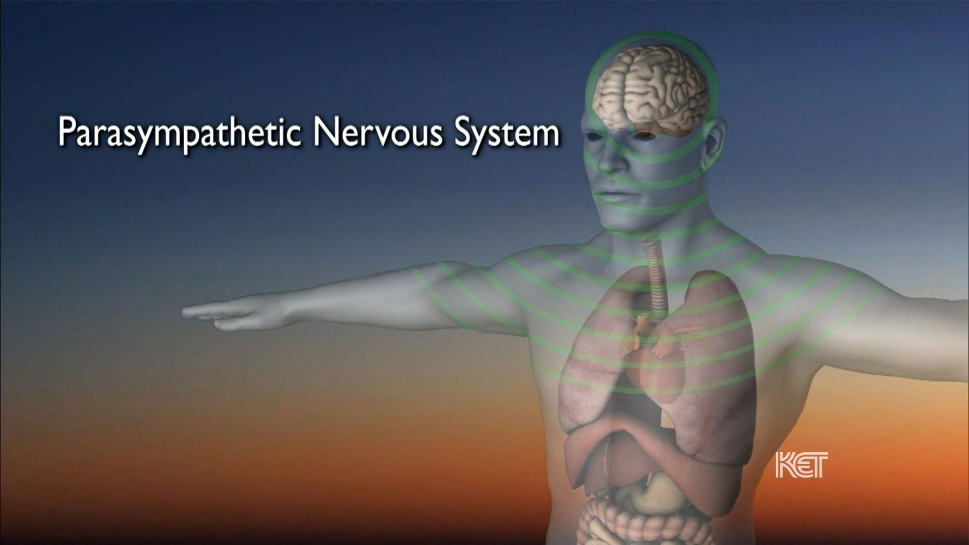 Stress & the Body | Social and Emotional Learning: The Arts for Every ...