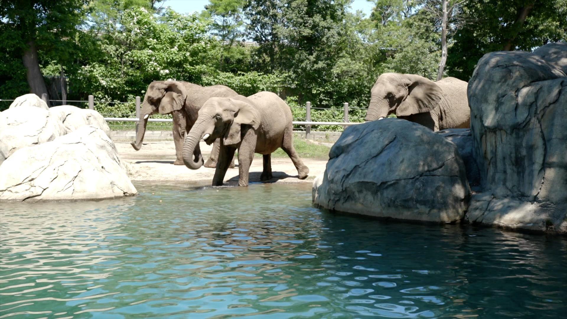 African Elephant | Paws for a Minute | PBS LearningMedia