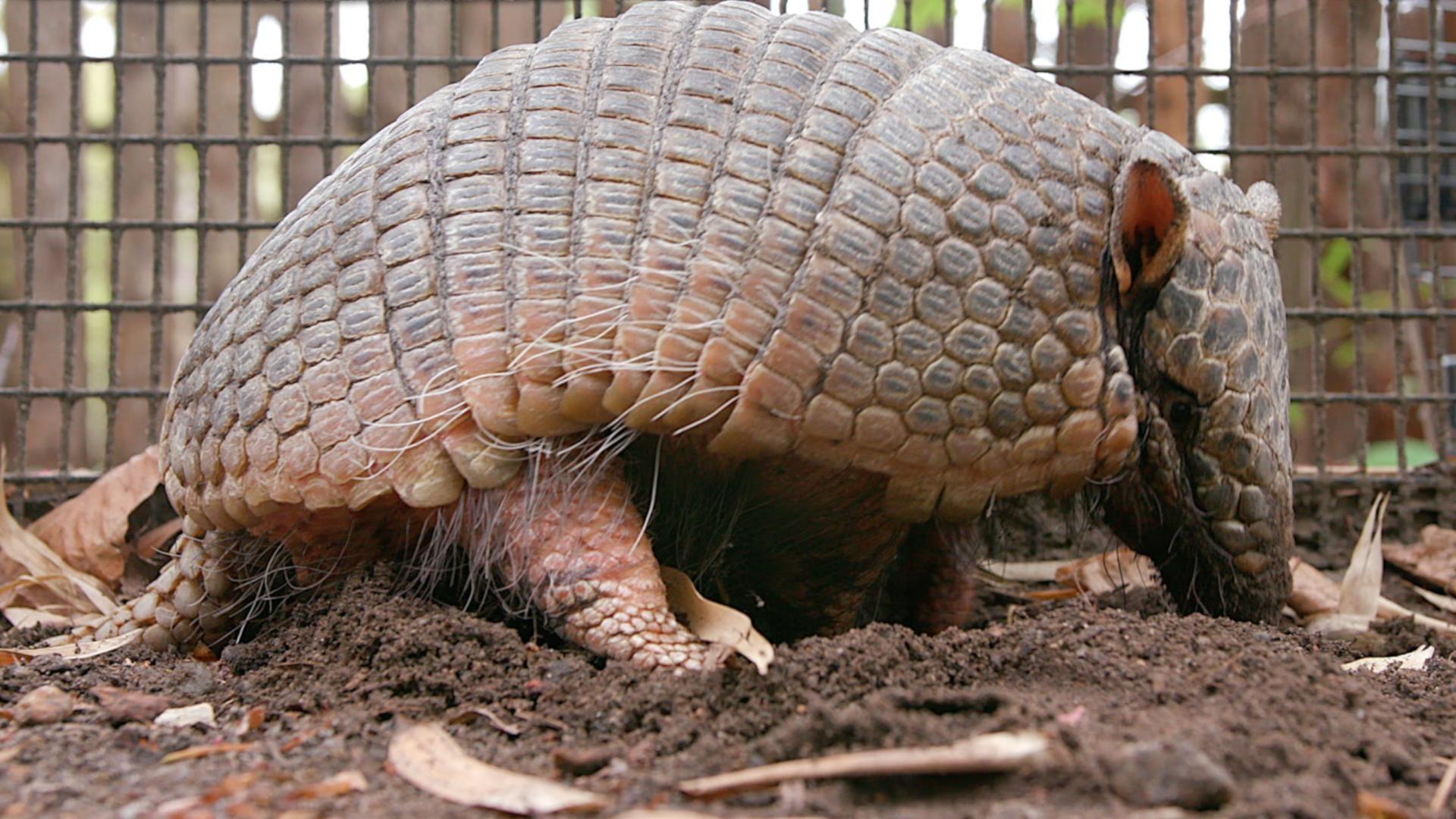 Armadillo | Paws for a Minute | PBS LearningMedia
