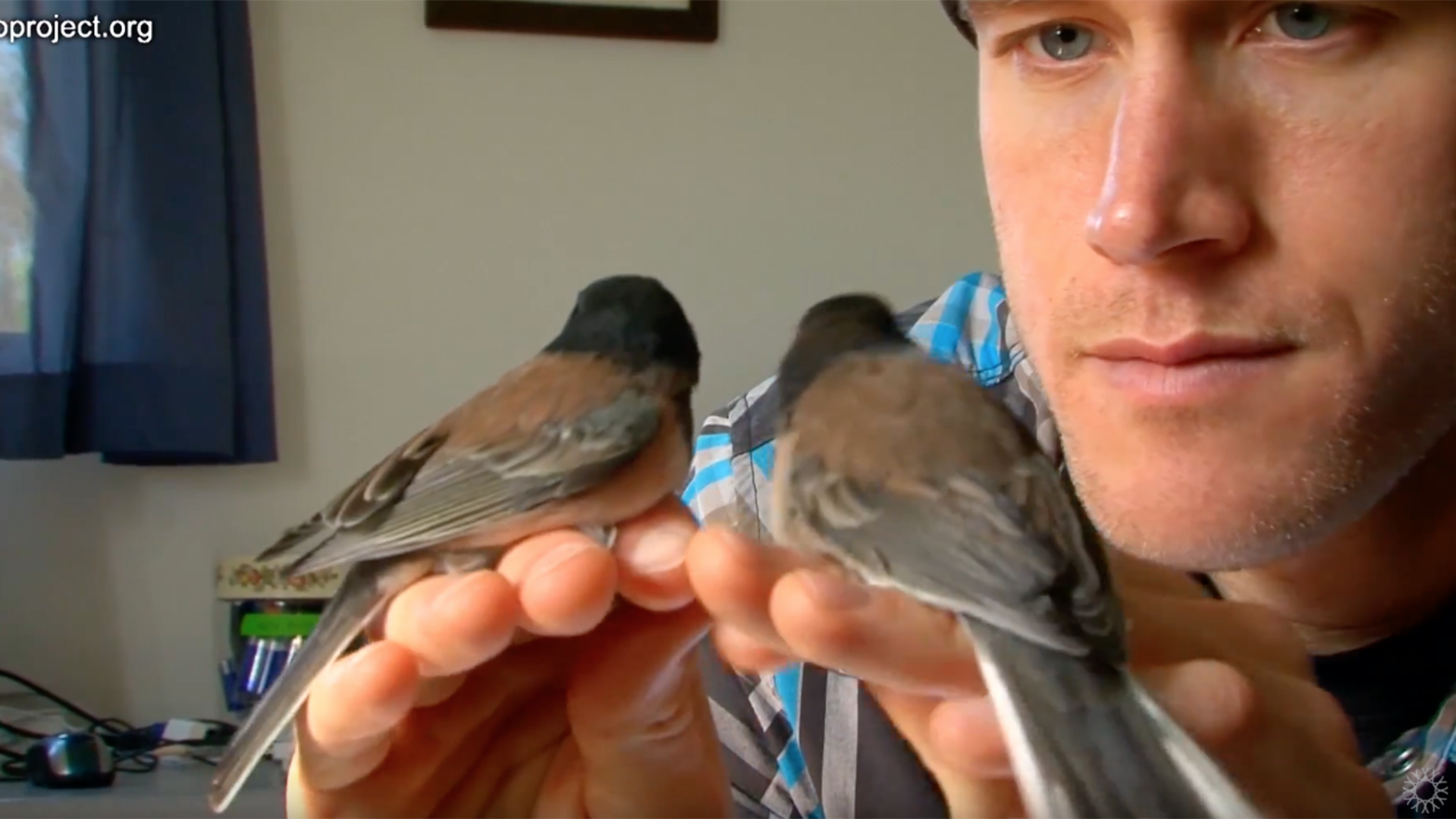 A Tale Of Two Birds PBS LearningMedia