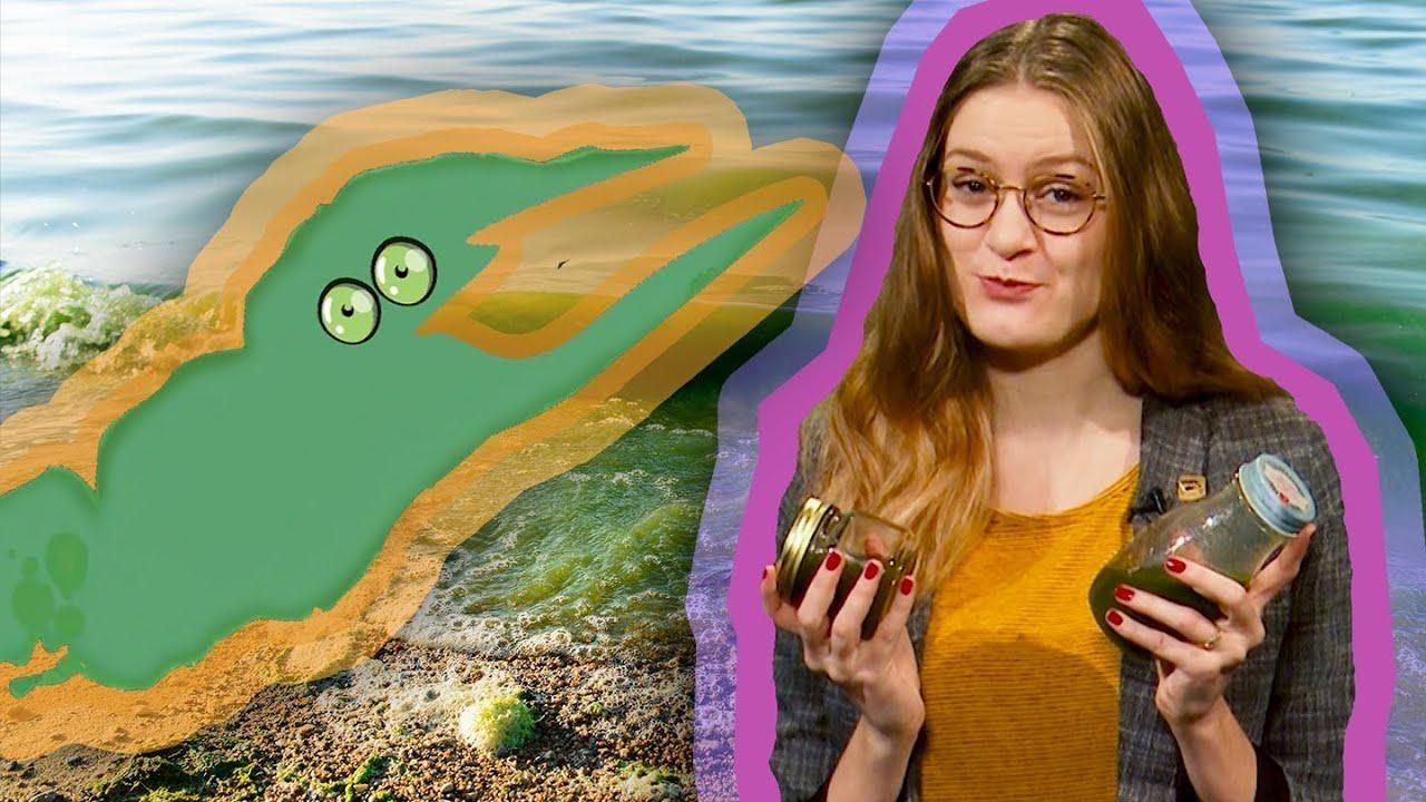 What's an Algal Bloom? | Spot on Science | PBS LearningMedia